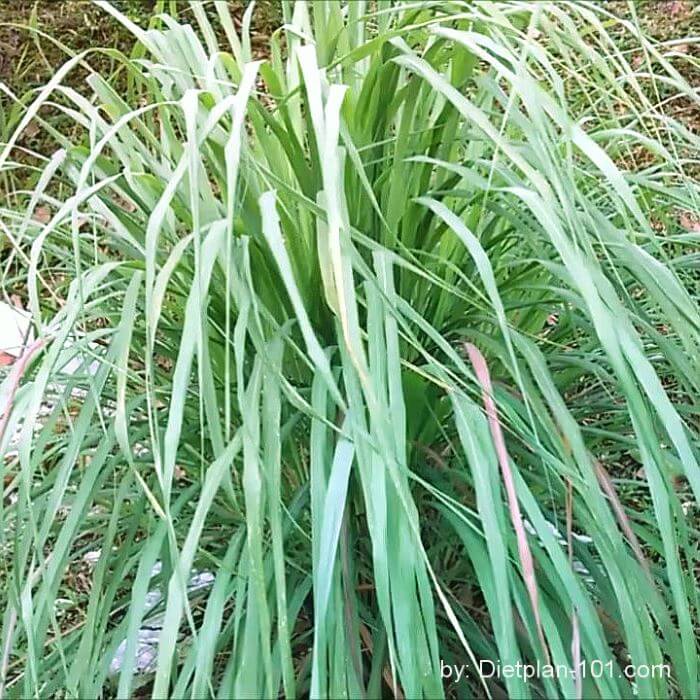 Propagating And Growing Lemongrass From Store Bought Stalks Diet Plan 101